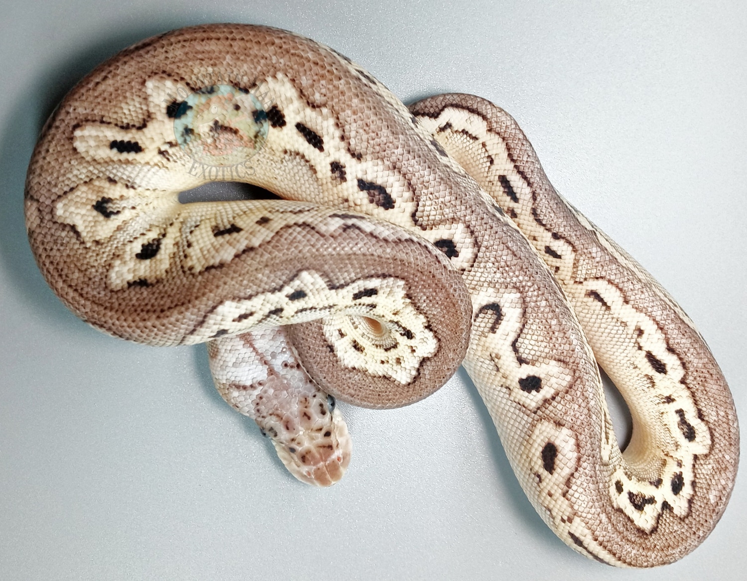 Pewter Clown Ball Python by Mountain Man Exotics - MorphMarket