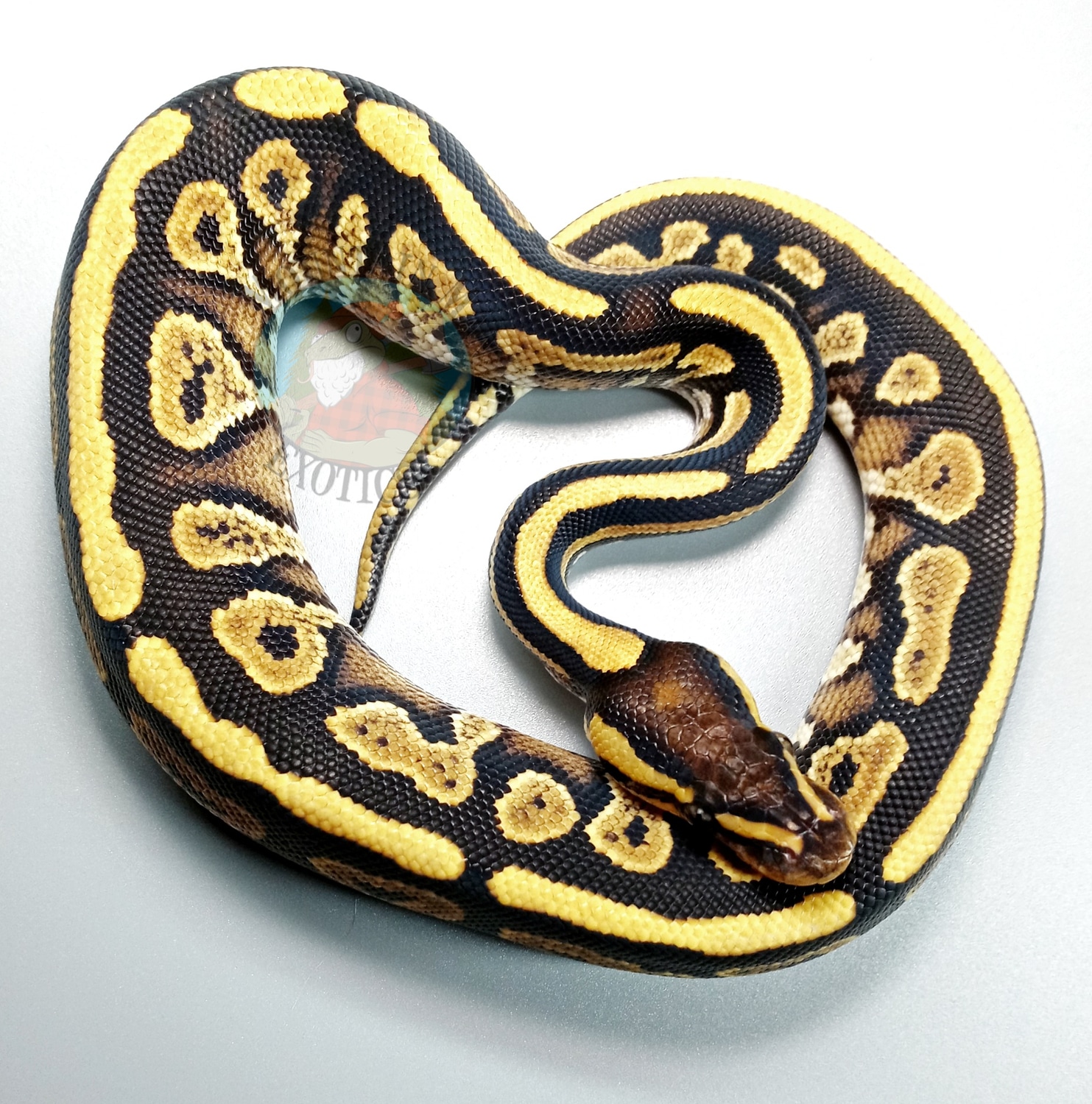 Mystic Gravel Het Blacklace Ball Python by Mountain Man Exotics ...