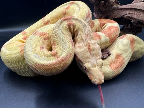 Super Sunglow Groovy Coral Boa Constrictor by That Guys Boa Morphs