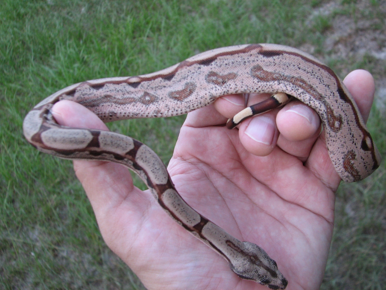 2016 Female Hypo Arabesque - Sharp Het Boa Constrictor by New World ...