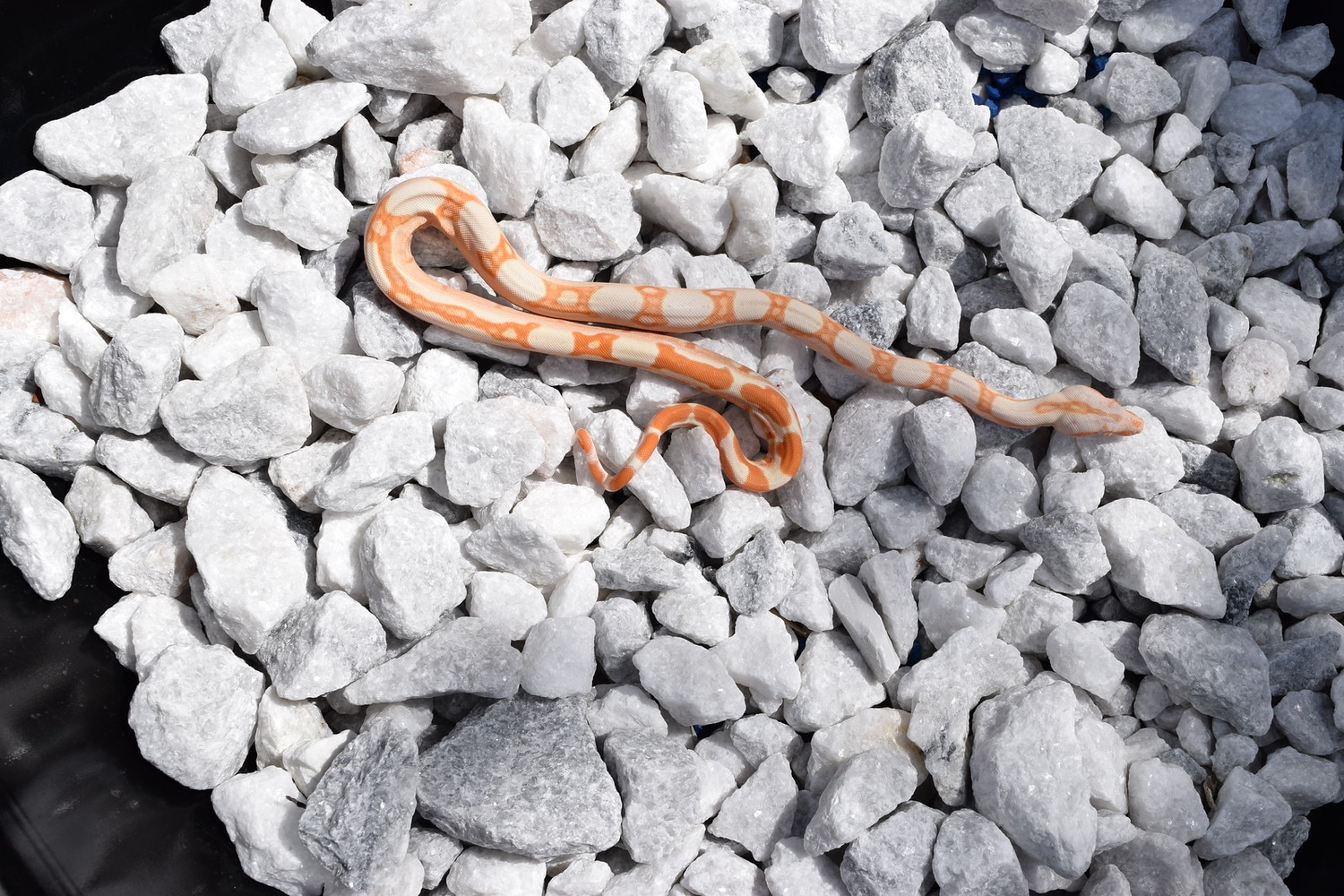 2018 Male Sharp Jungle Sunglow - Anery Het Boa Constrictor by New World ...