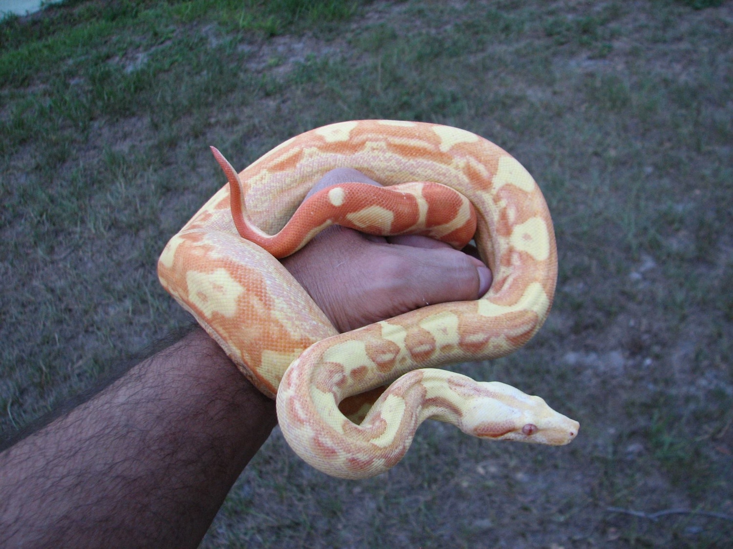 Adult Female Harlequin Motley Sunglow- Het Anery Boa Constrictor by New ...
