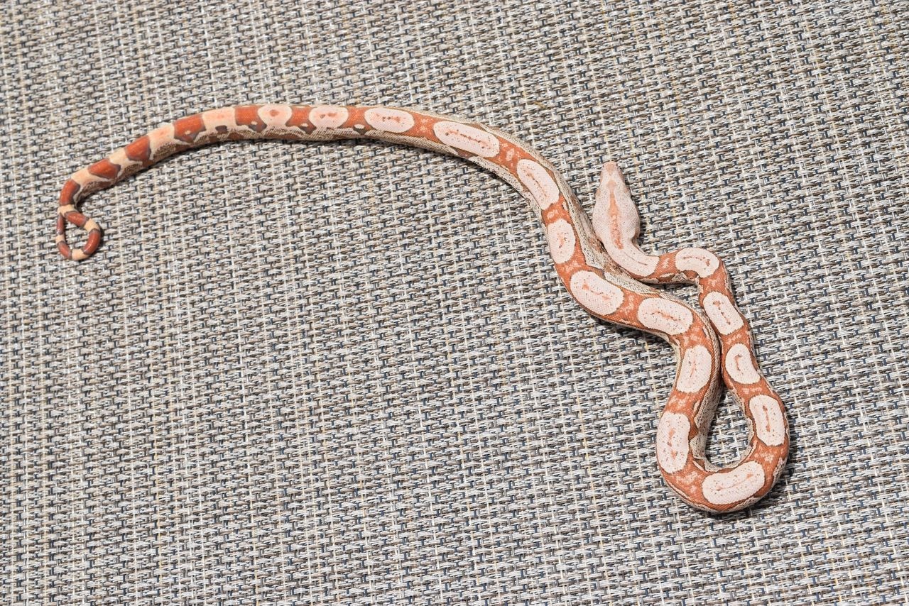 New World Dragons's Collection - MorphMarket