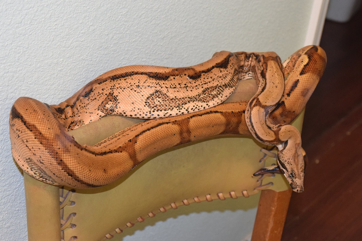 Hypo Jungle-Besque Het Sharp Male Boa Constrictor by New World Dragons ...