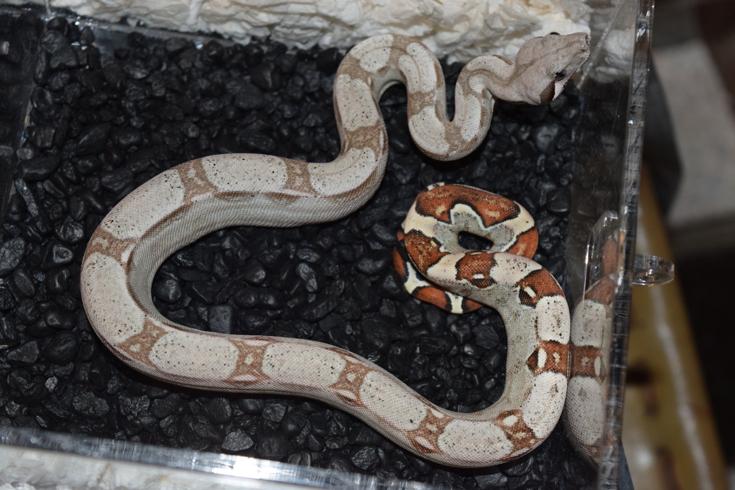 2023 Female Fire Boa #1 Boa Constrictor by New World Dragons - MorphMarket