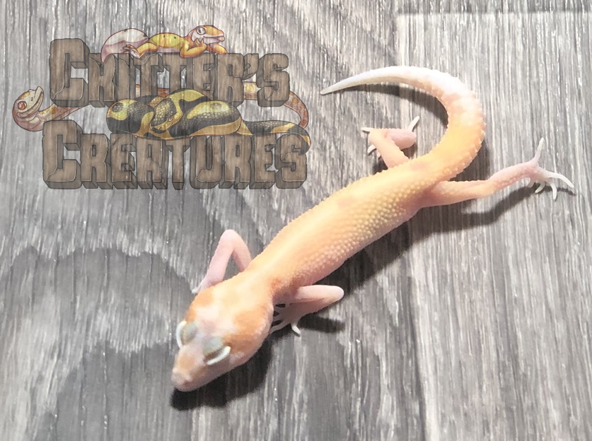 Tremper Albino Patternless Eclipse TSF Leopard Gecko by Critters ...