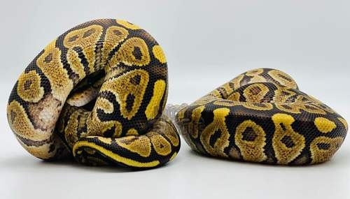 Special(NOCO LINE) Sauce YellowBelly Ball Python by Serpent Alchemy LLC