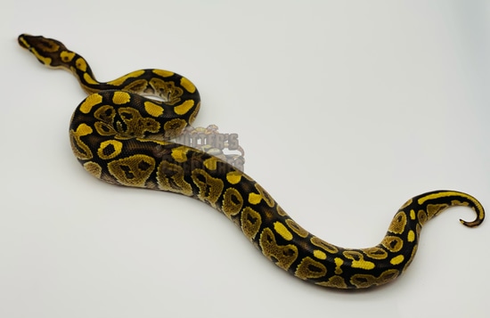 2021-Female-Sauce Ball Python by Serpent Alchemy LLC