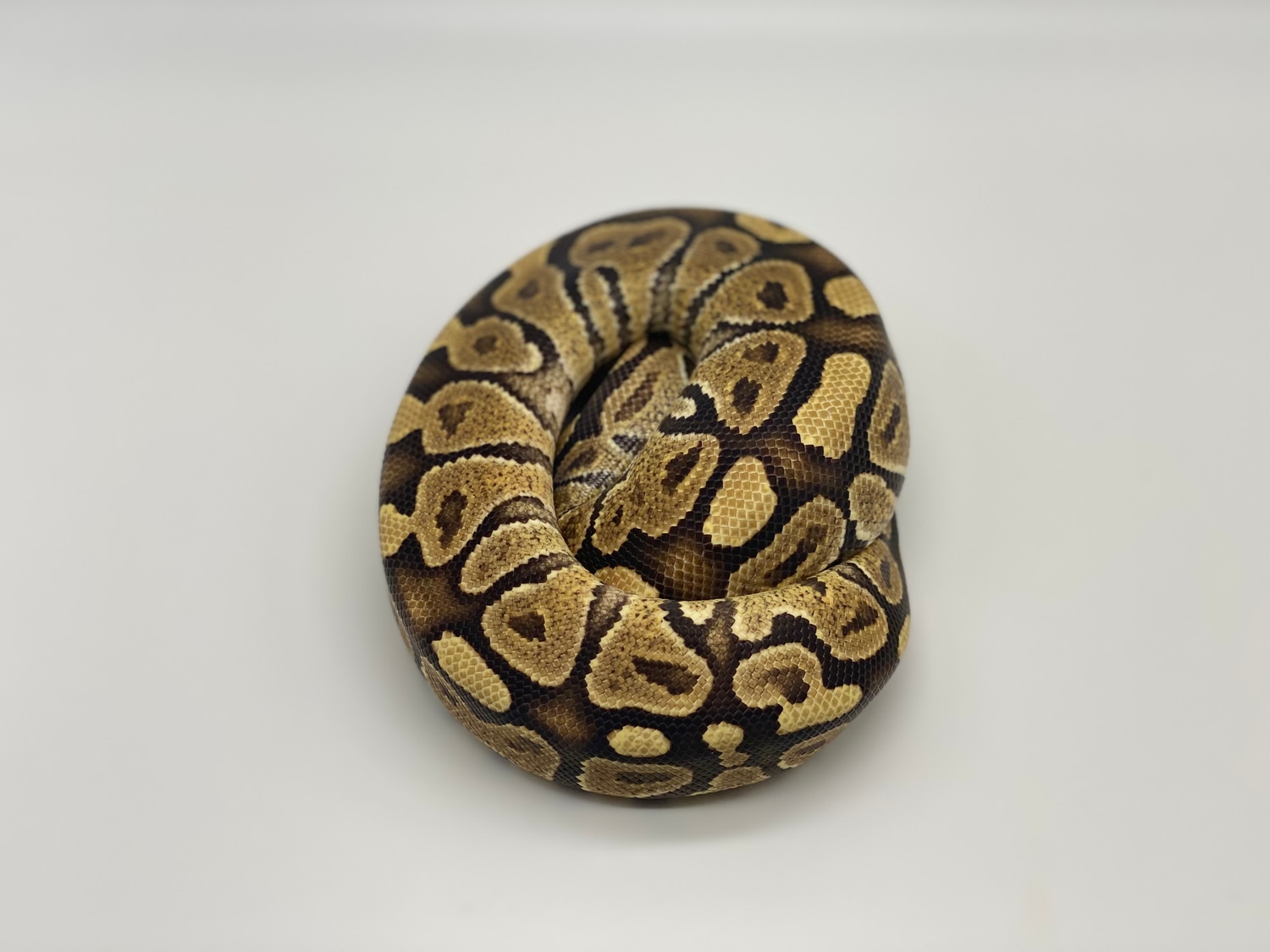 Male Yellow Special Sauce Ball Python by Critters Creatures LLC ...