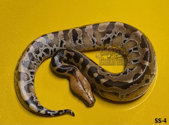 23 Male Sumatran Short-tailed Pumpkinhead Sumatran Short-Tailed Python ...
