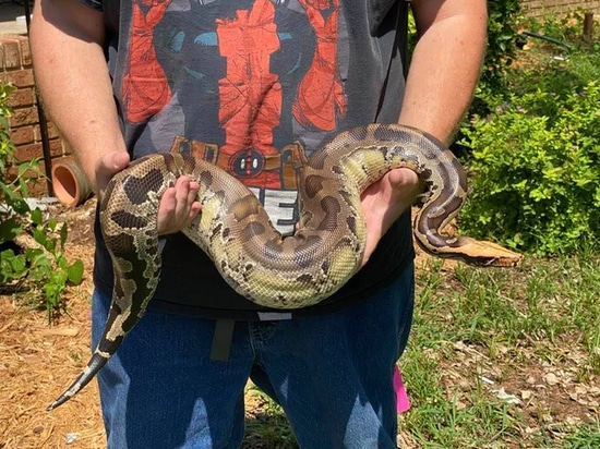 5yr Female-Pumpkin Head Sumatran Short-Tailed Python by Serpent Alchemy LLC