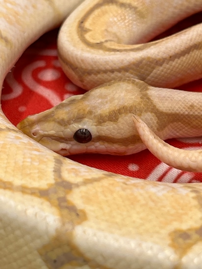 {💙=Banana Pudding=💙} Male Coral Glow Spider Ball Python by The Critter ...