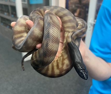Mansfield Aquatic Reptile & Pet Centre - MorphMarket