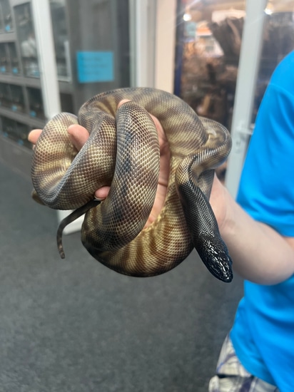 Black Headed Python Cb22 Male Ball Python by Mansfield Aquatic Reptile ...