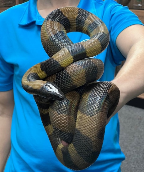 Botrochilus Boa / Bismarck Ringed Python CB20 More Python by Mansfield ...