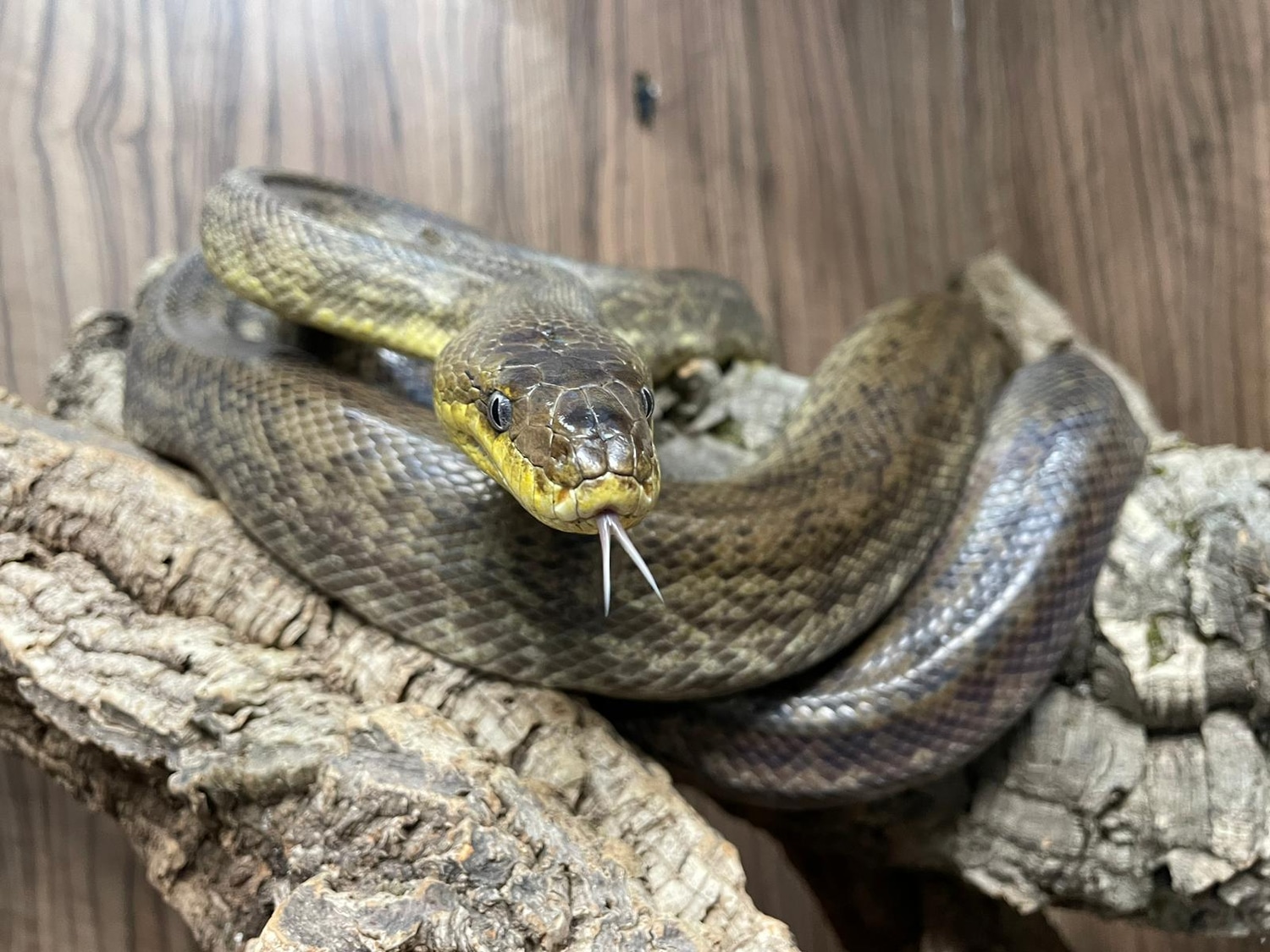 Male & Female Pair Macklot's Python by Mansfield Aquatic Reptile & Pet ...