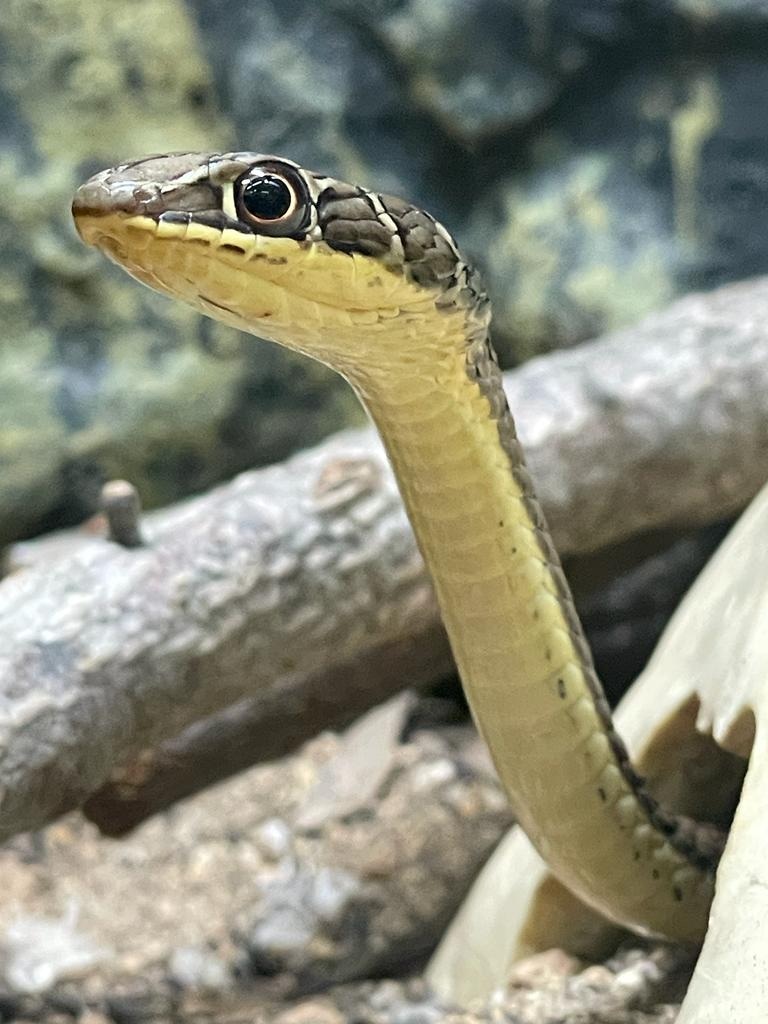 Hissing Sand Snake Wc20 Female More Colubrid by Mansfield Aquatic ...