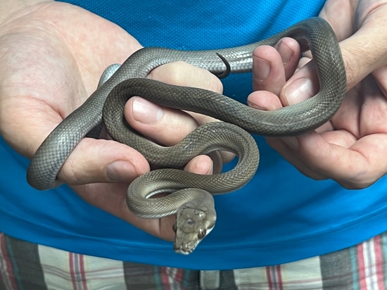 Patternless Axanthic Tanimbar Scrub Python UKCB22 by Mansfield Aquatic ...