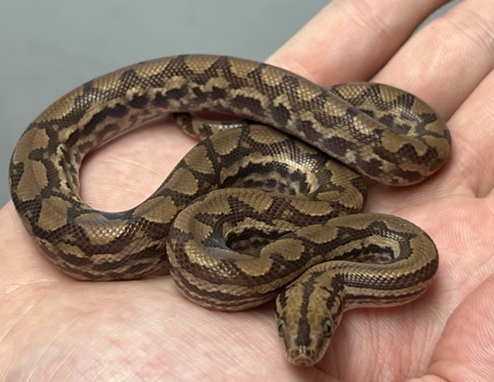 Columbian Rainbow Boa Het Albino Colombian Rainbow Boa by Mansfield ...
