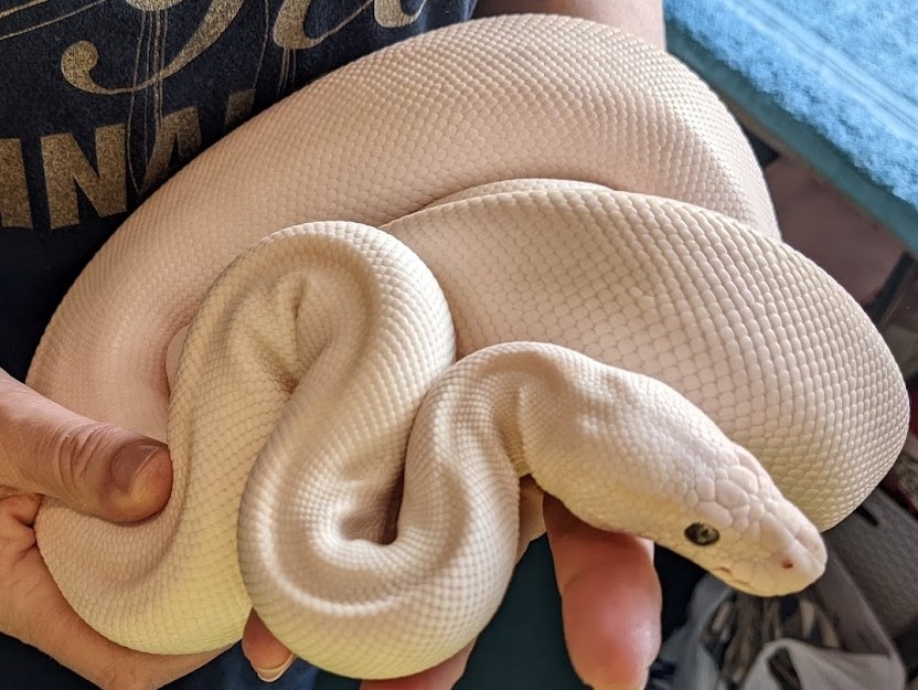Female Blue Eyed Lucy Ball Python by Sweet Genes Snakes - MorphMarket