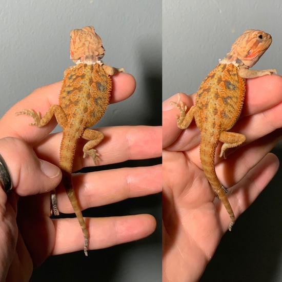 Translucent, Hypo, Red, Yellow, Blue Bar, Tangerine, Citrus Central Bearded Dragon by The ...