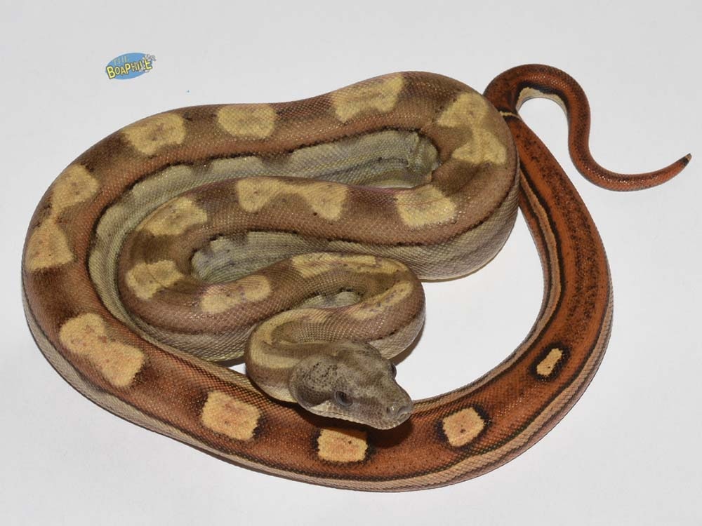 Jungle Key West Motley Het Kahl Albino 300 Boa Constrictor by Boaphile ...