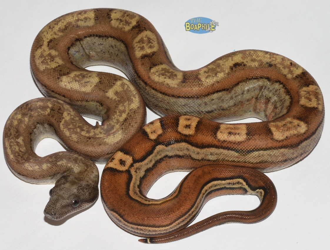 Jungle Key West Motley Het Kahl Albino 315 Boa Constrictor by Boaphile ...