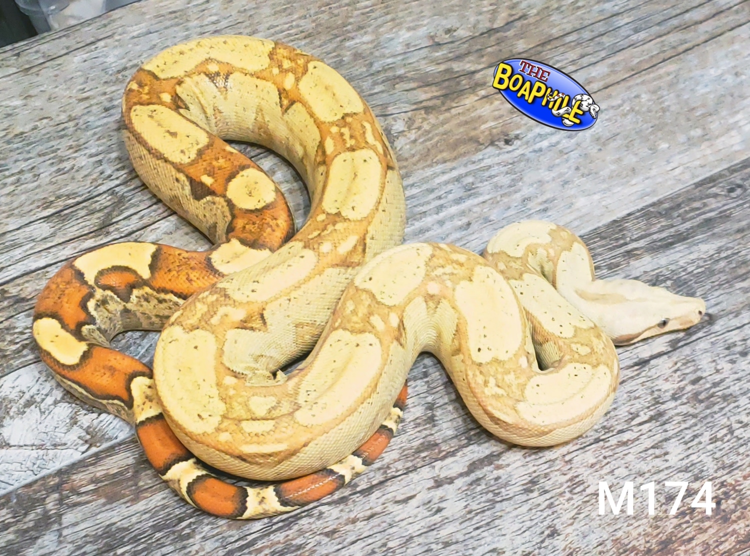 VPI Key West Male KVPIM17432 Boa Constrictor by Boaphile Jeff Ronne - MorphMarket