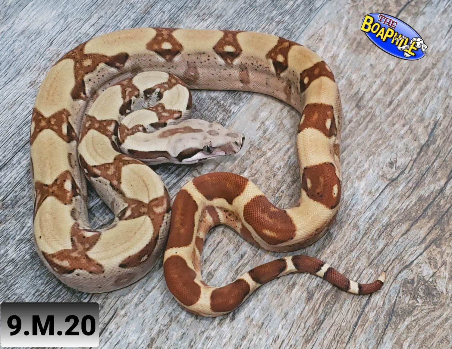 Male Hypo Jungle 9.m.20 Boa Constrictor by Boaphile Jeff Ronne ...