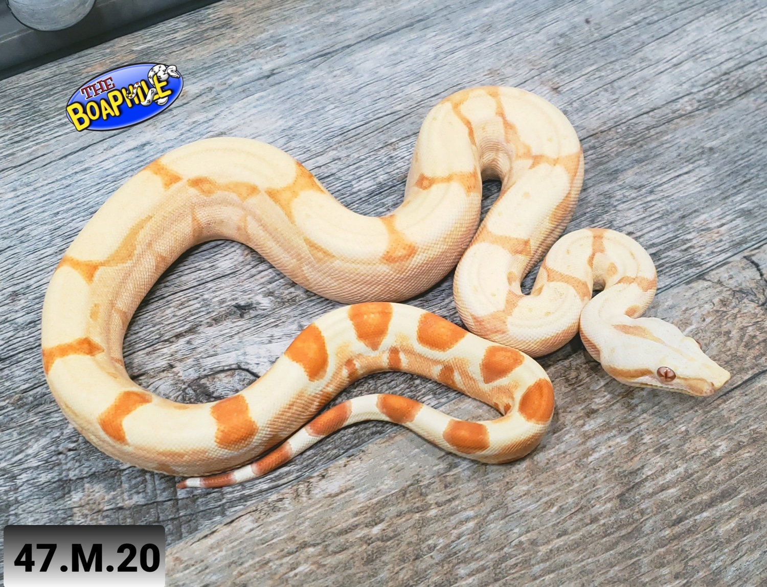 Male Kahl Key West Sunglow 47.M.20 Boa Constrictor by Boaphile Jeff ...