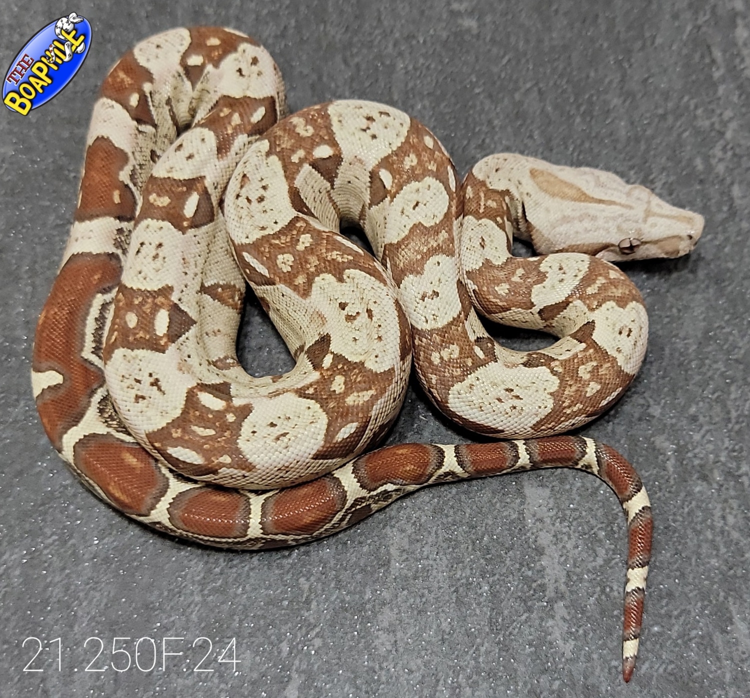 VPI T-Positive Female 21.250F.24 Boa Constrictor by Boaphile Jeff Ronne - MorphMarket