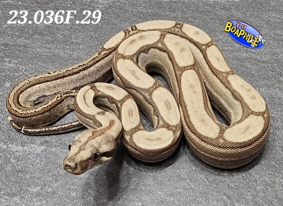 Keltic Labyrinth Het Sharp Boa Constrictor by Boaphile Jeff Ronne