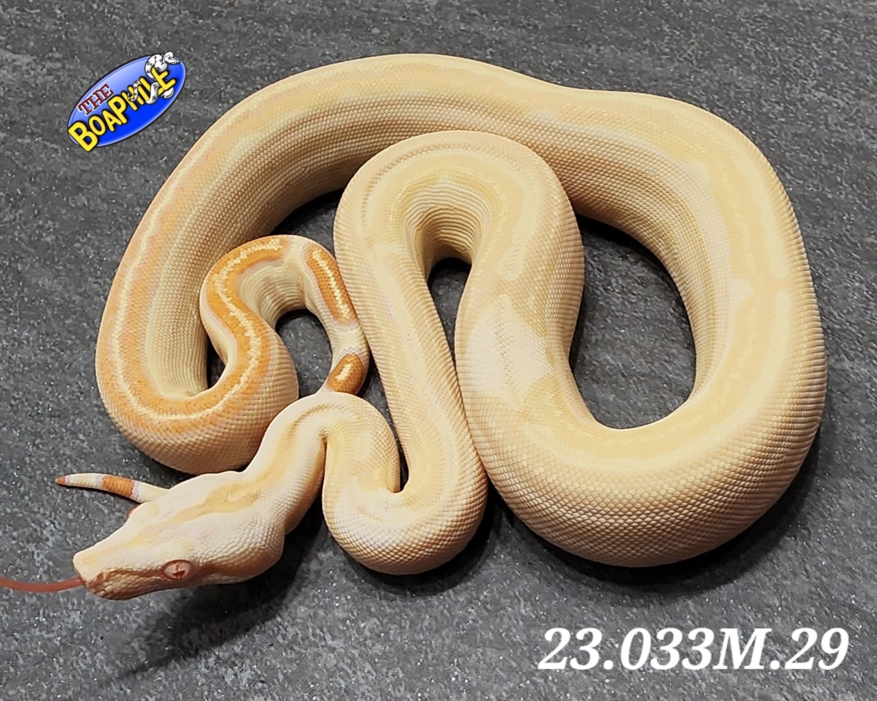 Male Keltic Sharp Labyrinth Boa Constrictor by Boaphile Jeff Ronne ...