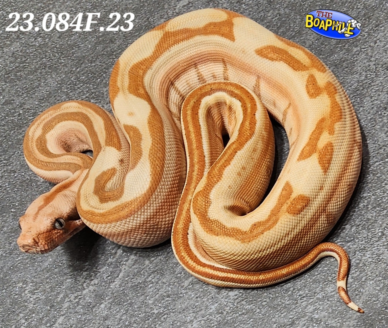 Female Hypo Labyrinth 66% Poss Het Blood 50% Poss Het Sharp Boa Constrictor by Boaphile Jeff ...