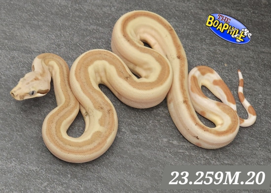 Hypo Labyrinth Het Anery Poss Het VPI Male Boa Constrictor by Boaphile ...