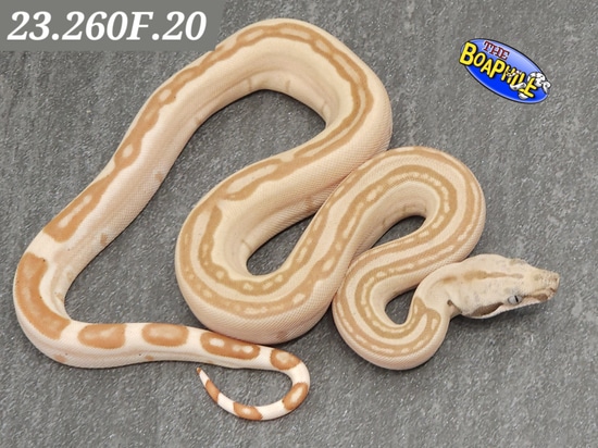 Hypo Labyrinth 100% Het Anery Pos Het VPI Boa Constrictor by Boaphile ...