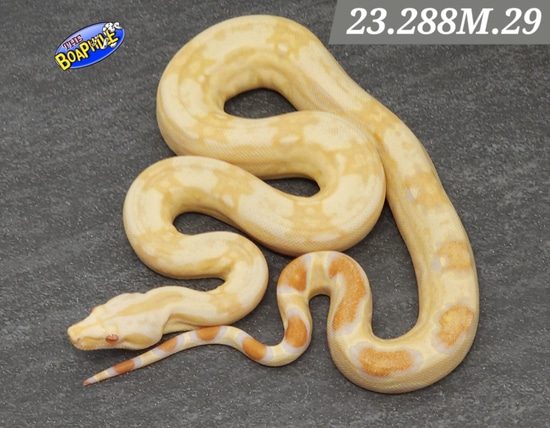 2023 Sharp Albino Keltic Male Boa Constrictor by Boaphile Jeff Ronne
