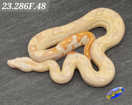Sharp Albino Labyrinth IMG Female Poss Het Anery Boa Constrictor by ...