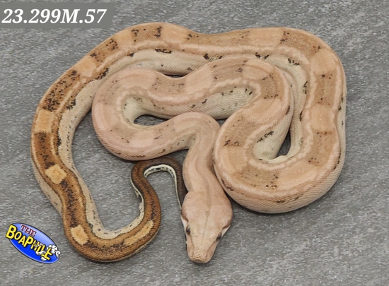 Fire Key West Aztec Het Sharp Male Boa Constrictor by Boaphile Jeff Ronne