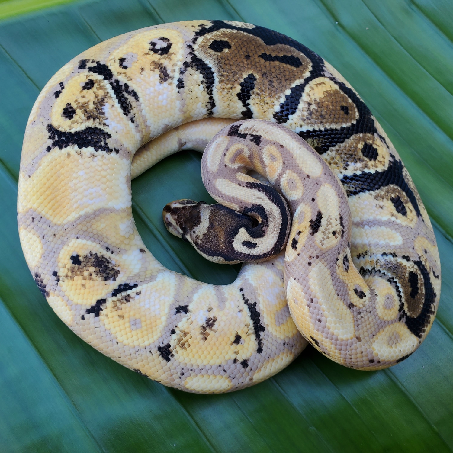 Paradox Banana 100% Het Pied Ball Python by The Borneo Addiction ...