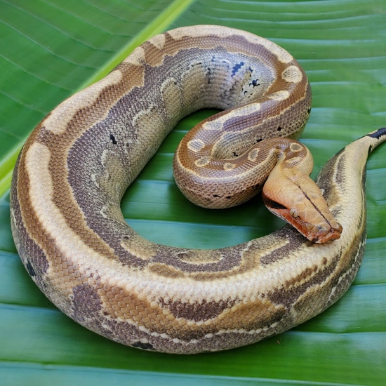 Ultra Gen Stripe Poss Het Cheetah Borneo Short-Tailed Python by The ...