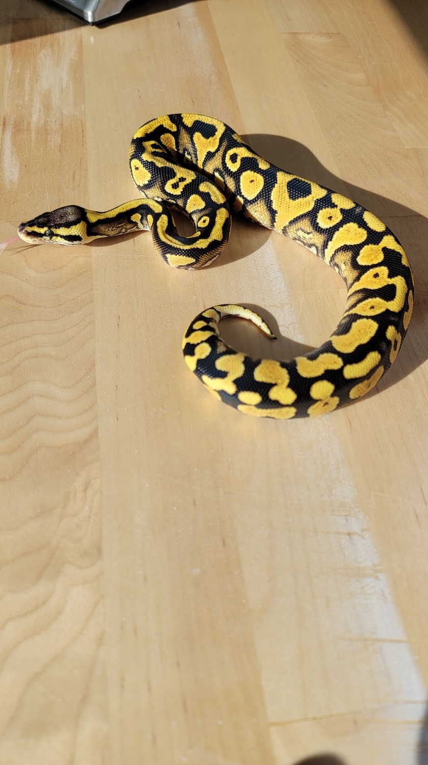 Pastel YB 100% Het Clown Ball Python by Chosen Ones Exotics, LLC ...