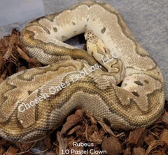 *Free Shipping* Pastel Clown Breeder Ball Python by Chosen Ones Exotics ...