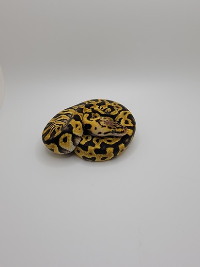 Pastel Crypton! *Free Shipping* Ball Python by Chosen Ones Exotics, LLC