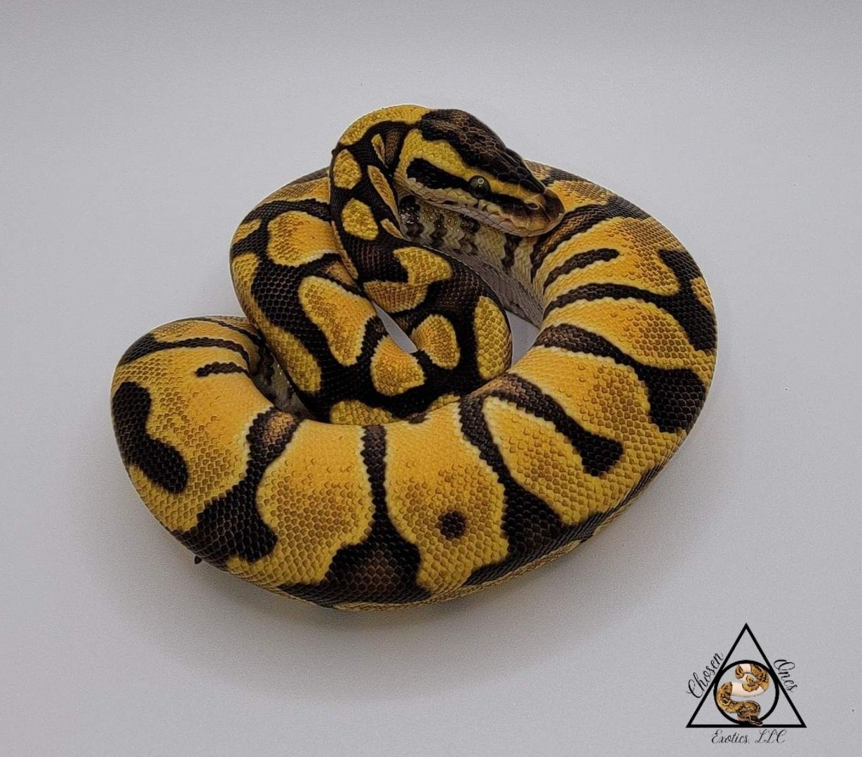 Pastel Enchi 100% Het Clown Ball Python by Chosen Ones Exotics, LLC ...