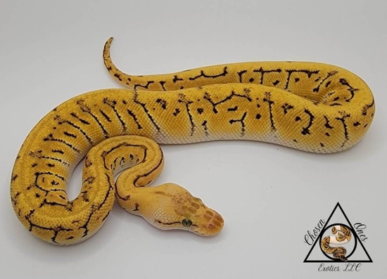 Lemonblast Crypton! *Free Shipping* Ball Python by Chosen Ones Exotics, LLC