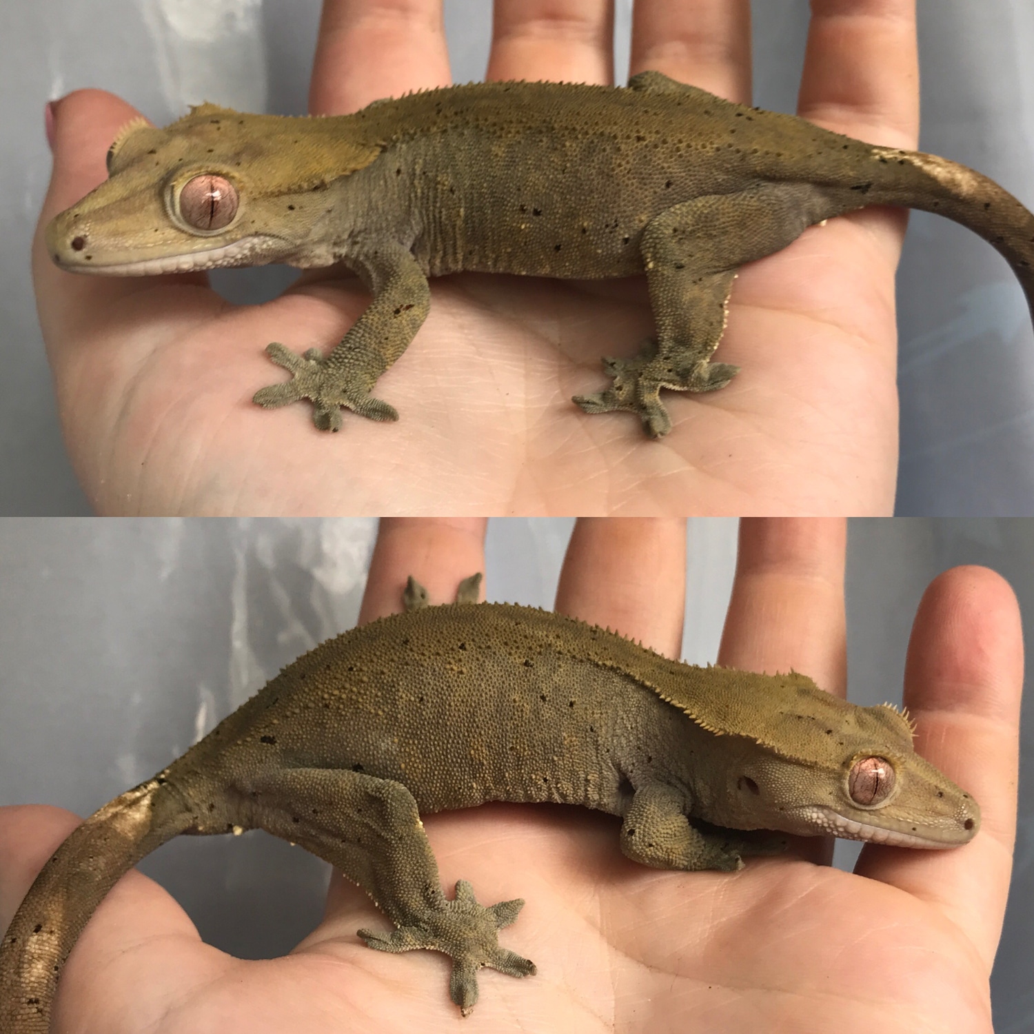 Dark Olive W/dal Spots Crested Gecko by Coexist Exotics - MorphMarket