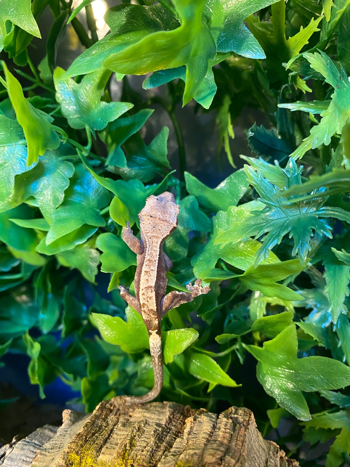 Possible Cappuccino Crested Gecko by The Derpy Gecko - MorphMarket