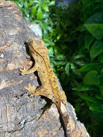 Yellow Flame Super Dalmatian Crested Gecko by The Derpy Gecko - MorphMarket
