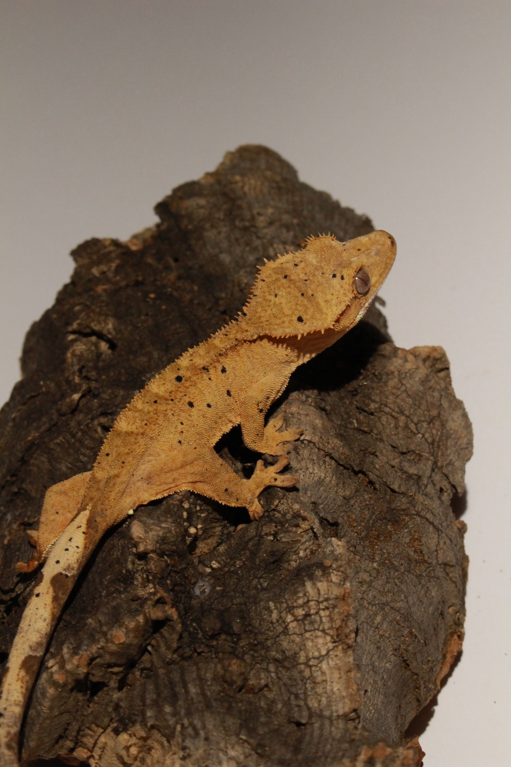 Yellow Brindle Dalmatian POSSIBLE FEMALE Crested Gecko by The Derpy ...